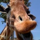 好不好吃都要吃 