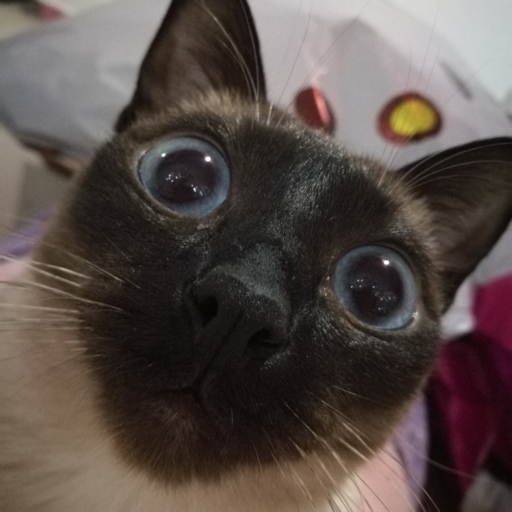 黑脸的猫咪叫喳喳 