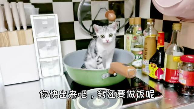 主人把小猫放进锅里,小猫咪竟然一点都不害怕