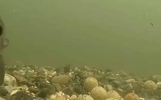 鱼:我啥都吃,就是不吃鱼钩!哈哈哈哈哈哈哈