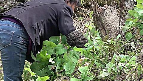 农村土地增减挂钩, 老房子拆除后的屋基改成农田栽油菜