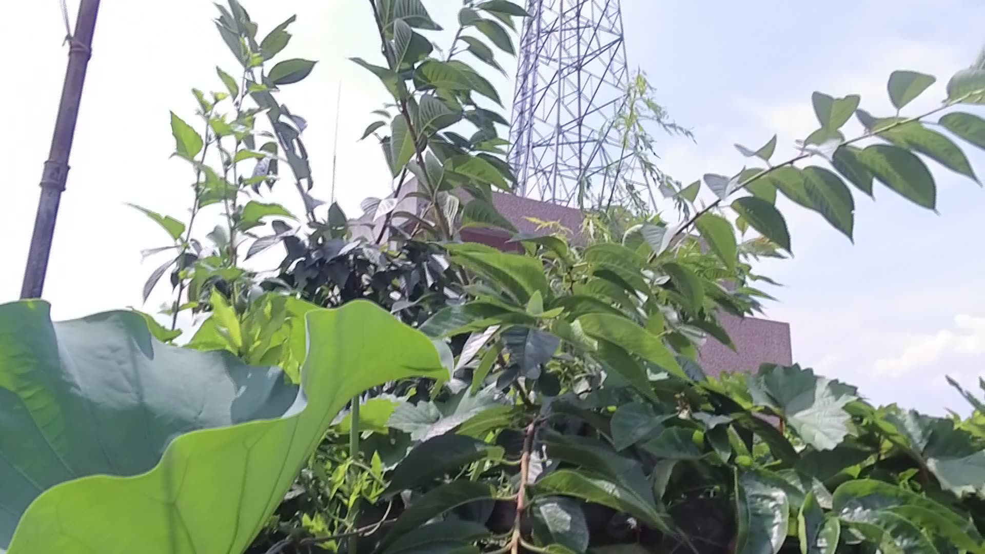 楼顶种植最多以樱花树为主
