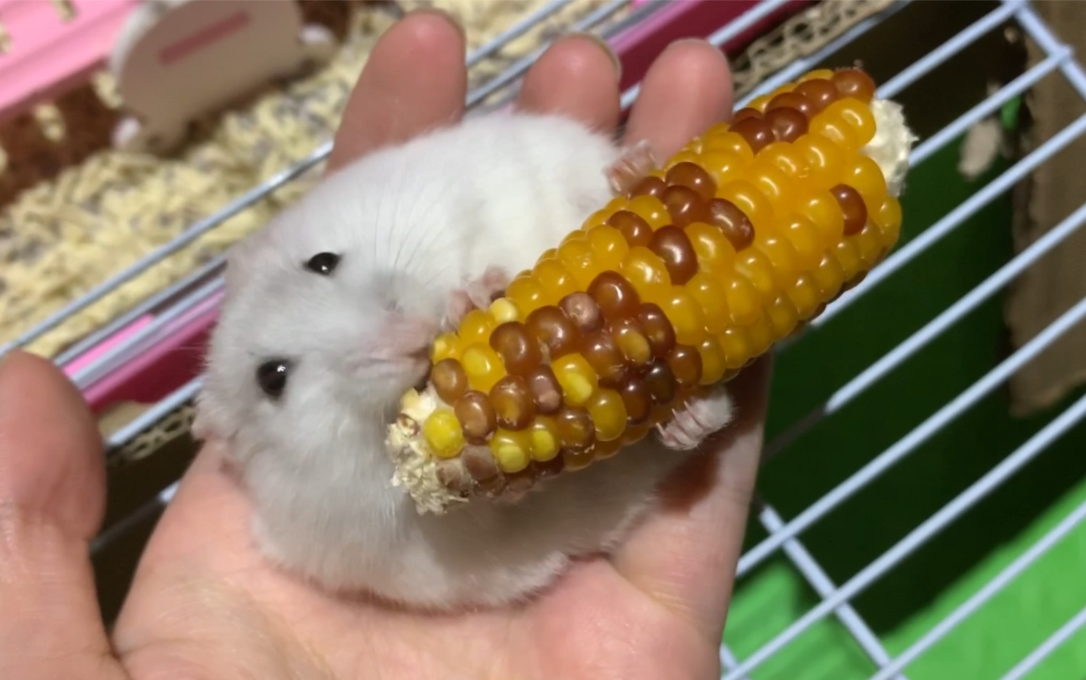 #奶茶观察日记22#高冷仓鼠学会躺手,老母亲留下了lui水