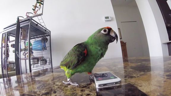 鹦鹉帮主人接电话,模仿主人平时的样子,商务范儿十足,太逗了!