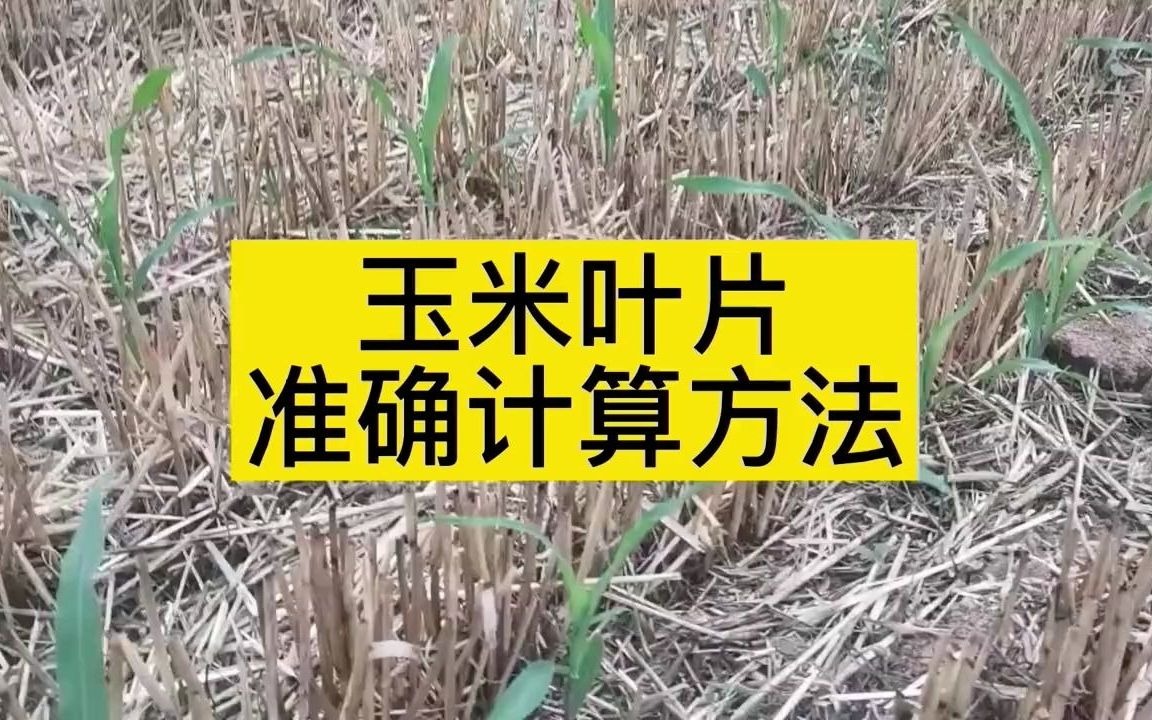 玉米叶片正确计算方法