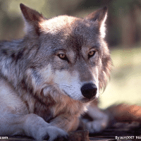 刺朋友可共患难 