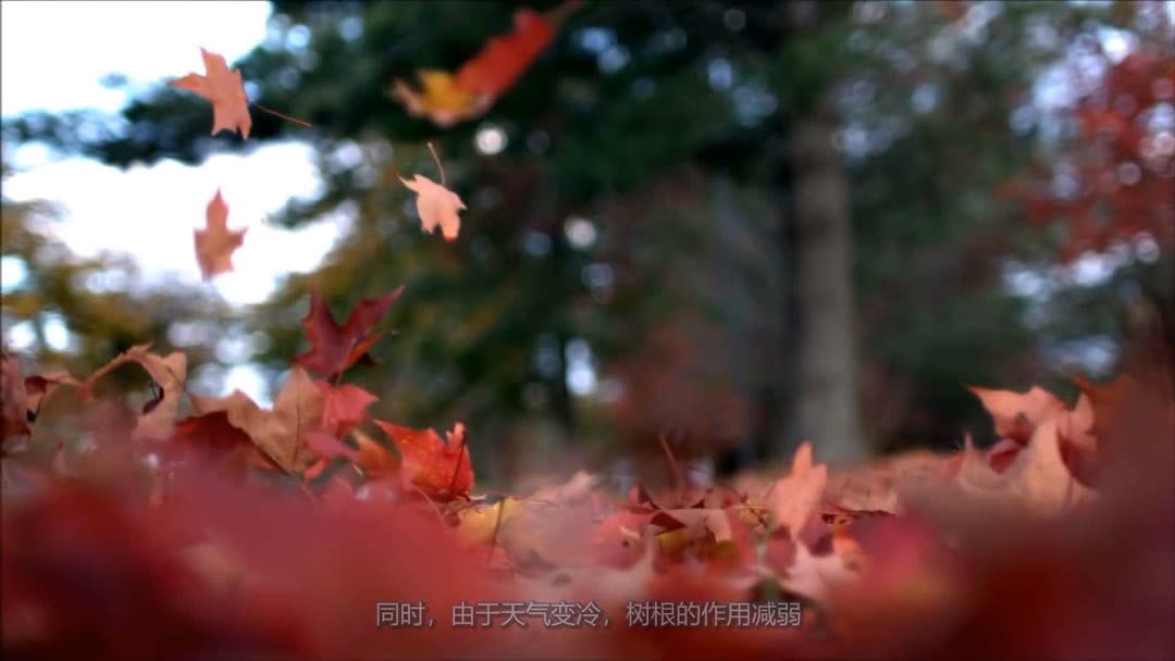 一叶落而知天下秋,秋天的时候树叶就会落下,树木落叶原来是有益