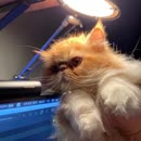 土土是个男孩子 