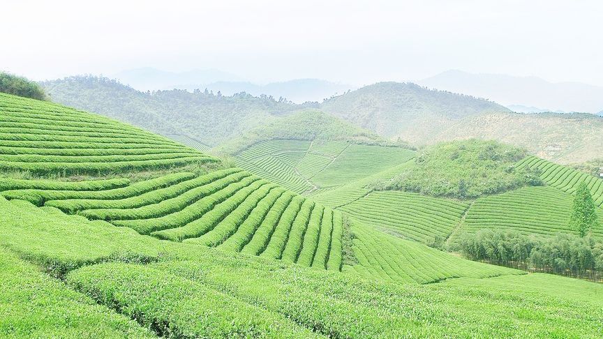 坐拥世界一半茶园,中国茶叶年产量世界第一,出口量却是第二?