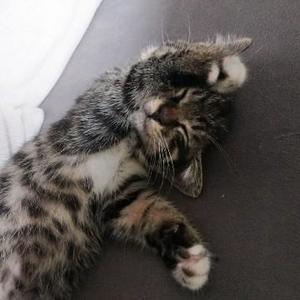 黑白小喵的主人 