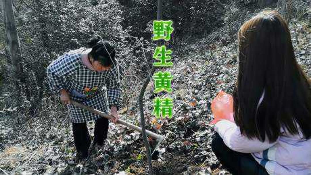 家中无事上山挖野生黄精,长像虽然奇特,但对人体的好处多多