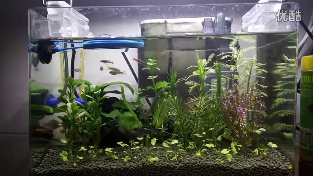 我的小草缸,栽培天湖葵,失败。安徳拉斯双剑,七彩稻田鱼,白云金丝