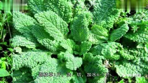 农村这种野草治痔疮比药还灵,不用去医院了!