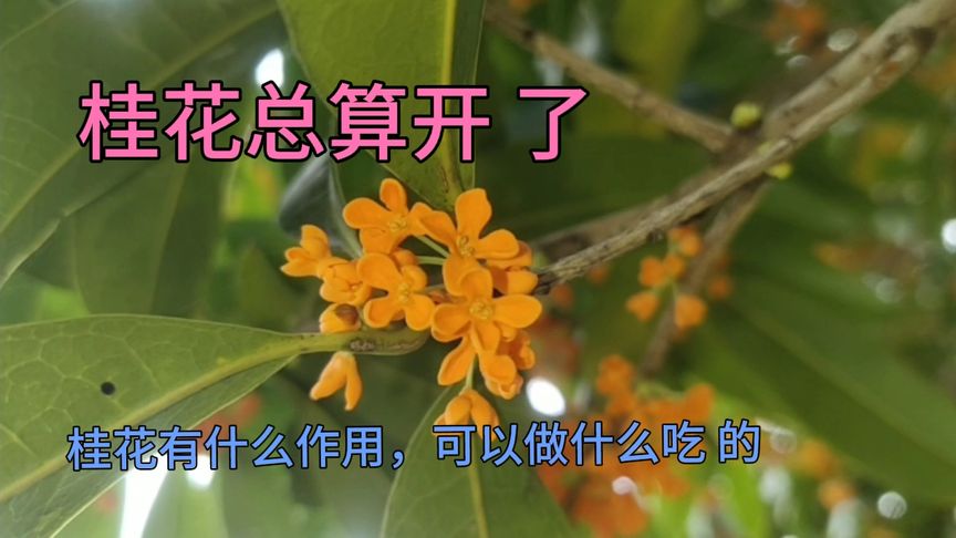一年一次桂花总算开了有什么作用呢?可以用来做什么吃 的?