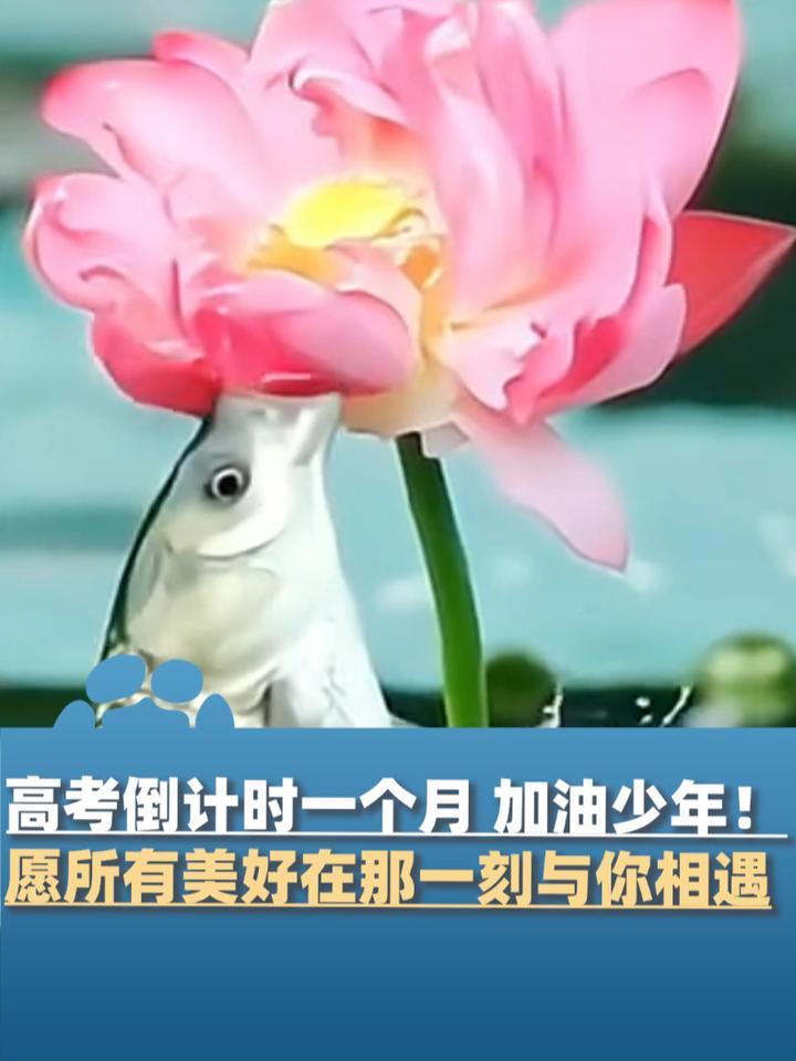 高考倒计时一个月,收集了这么多幸运画面送给高考学子,愿所有美好在...