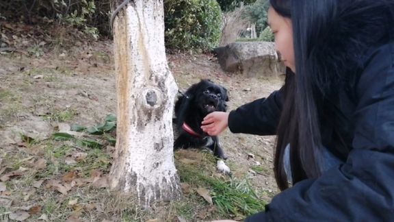 小不点从小养的狗狗居然想咬小不点,太不听话了,亲要注意安全哟