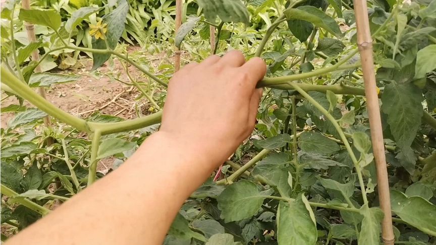 农村小伙种西红柿,只开花不结果,愁坏人了,这下赔大了