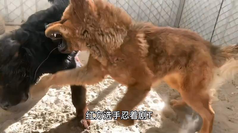 精彩动物解说:两只喜马拉雅河谷型藏獒打斗太激烈了,很残忍