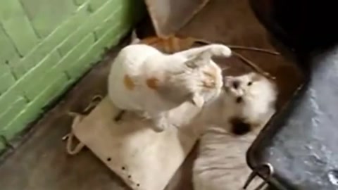 狗狗和猫打架视频 家里的猫和狗玩打架 笑死了