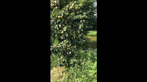 梨子ߍ�长大了!