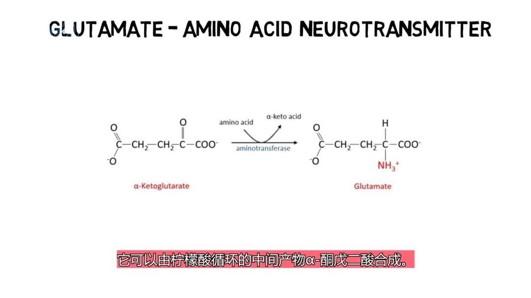 谷氨酸在体内的代谢过程