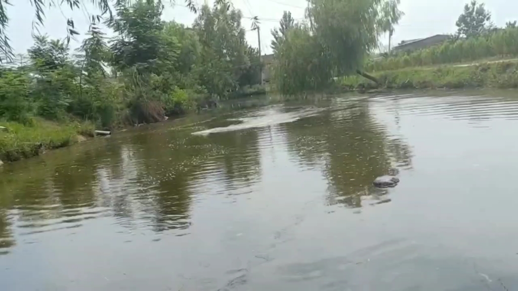 遥控拖网船下水拉网