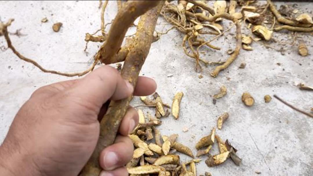 两面针牙膏你用过,两面针指的是什么你知道吗?