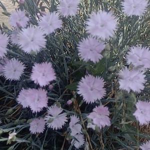 大虾小虾的生活 