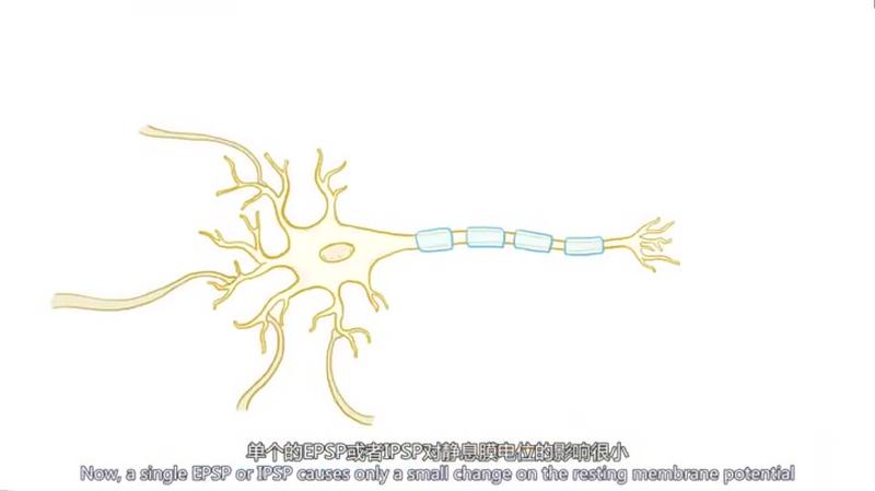 医学动画:神经元动作电位