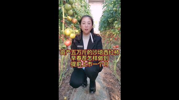 亩产5万斤沙培西红柿种植方法,手把手教你种植技术