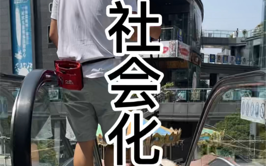 狗狗社会化的重要性 错过黄金时期 以后就要双倍的时间来训练