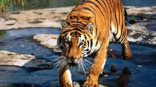 全球猛兽战斗力排行榜,老虎进不了前五