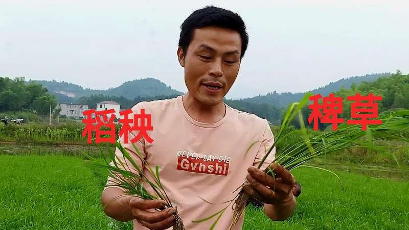 农村稻田里的野草,农民又气又恨,不在农村生长的肯定不认识