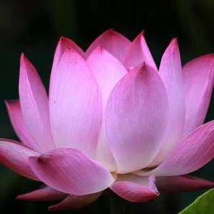 青梅煮酒 