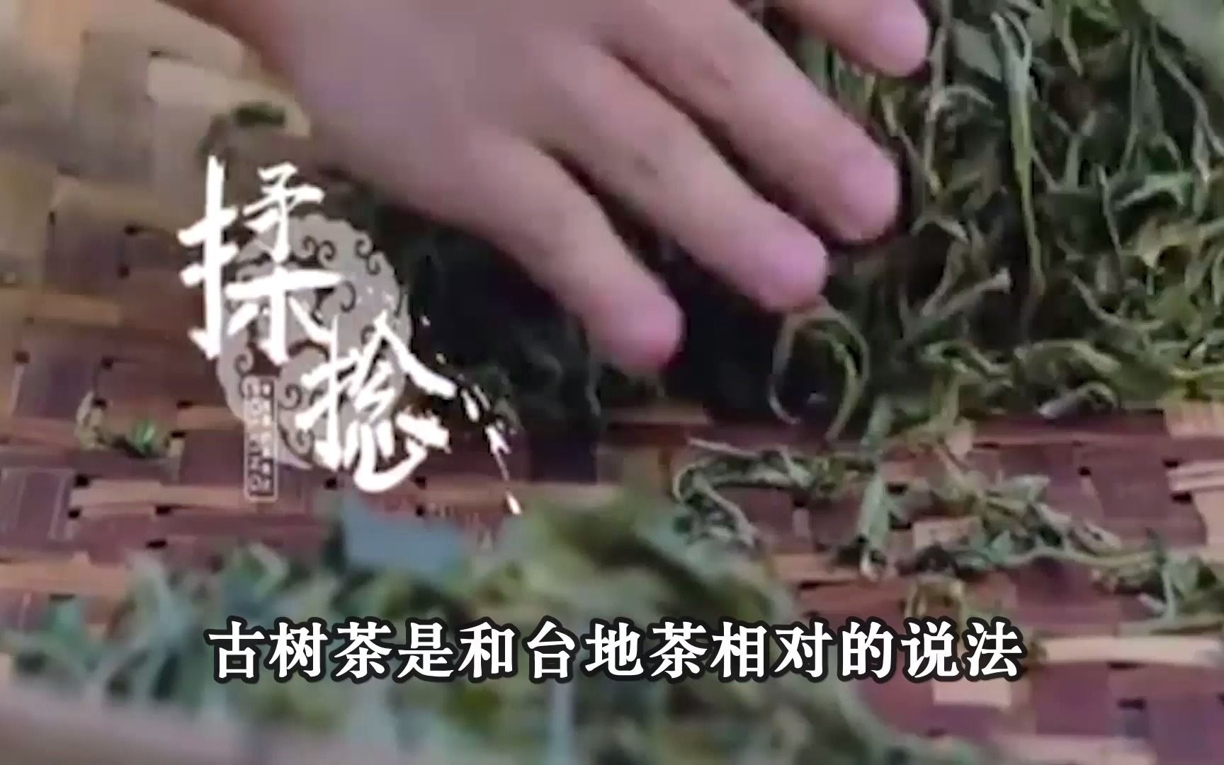 古树茶如何区分,古树茶特点是什么?普洱生茶和熟茶的区别?