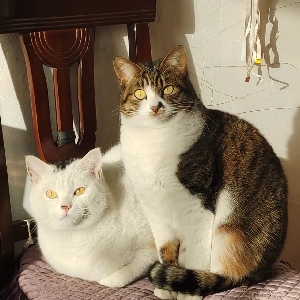 哪只小猫咪要被亲亲呢 