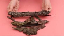 柳树皮剪碎后用水泡一泡,没想到作用如此大,看完大家都抢着要