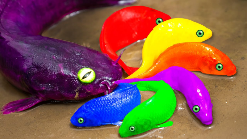 定格动画 捕鱼计划失败 鲶鱼陷入绝境 创意趣味视频