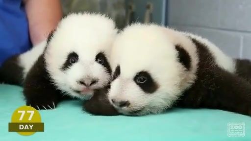 超萌记录片,熊猫宝宝的100天成长变化!