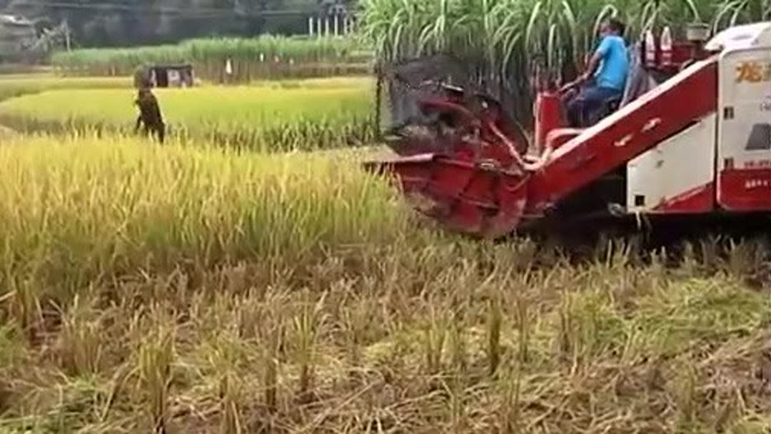 实拍农村机器收割水稻全过程,方便快捷!