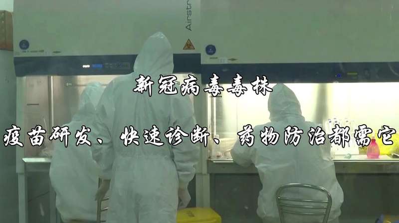 好消息,多家研究机构分离出新冠病毒毒株,疫苗快来了?