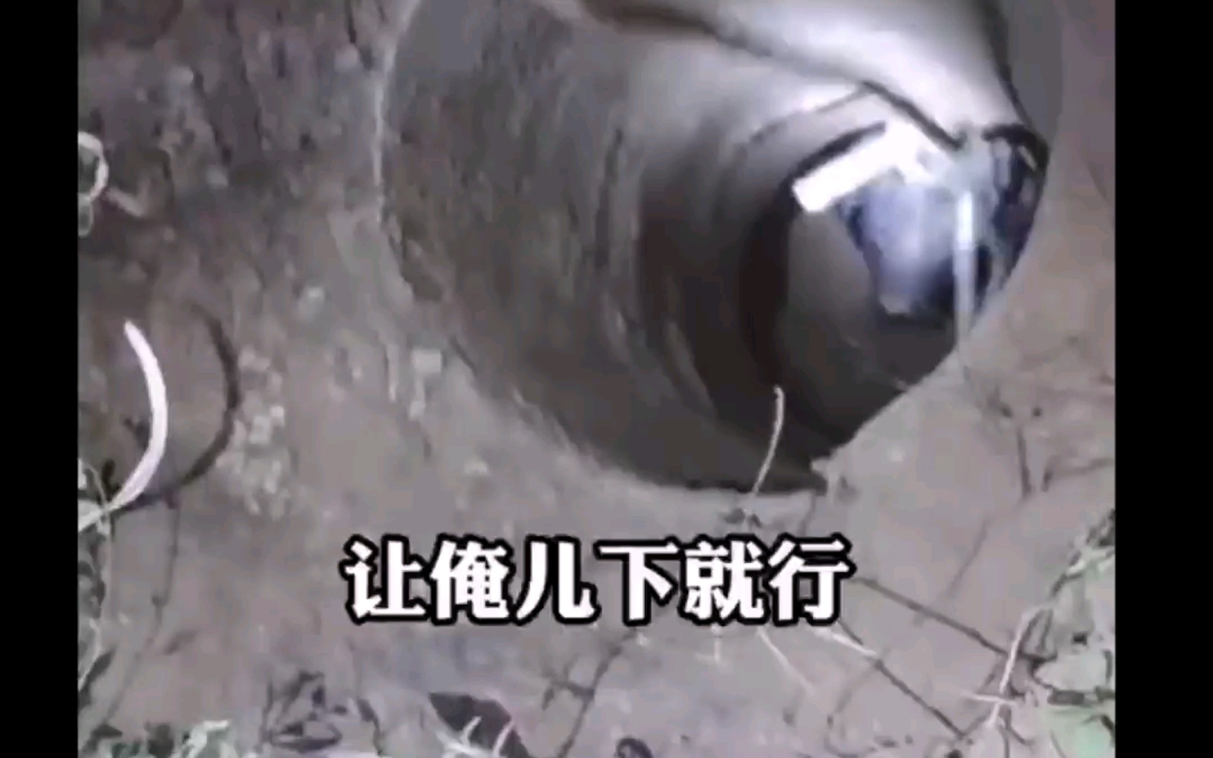 狗掉进井里主人呼叫儿子下井救狗