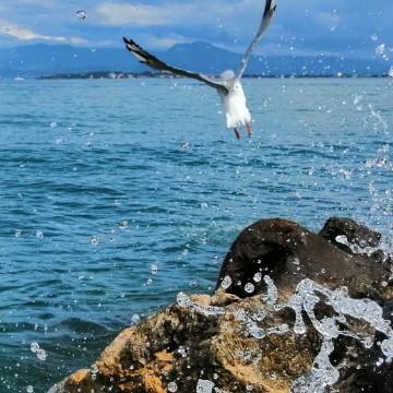 分享中国人的智慧 