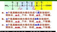 高中生物一轮复习必修一第二章3