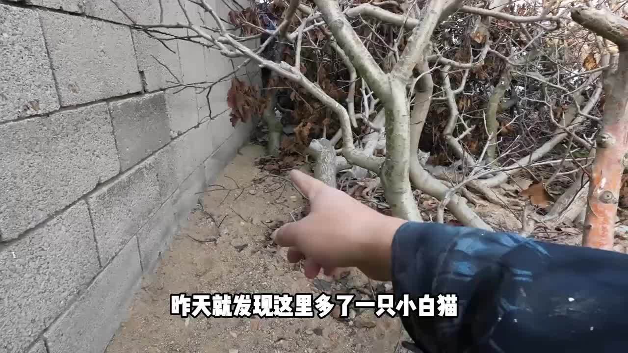 村外柴火堆发现一只白色小猫,为了抓到它,自制半自动捕猫神器