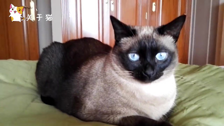 猫的种类多种多样,被称为“猫中小龙女”“猫届中的女神,布偶猫,