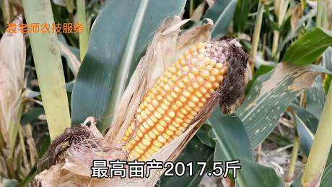 这几个最新审定的玉米新品种,适宜机械籽粒收获