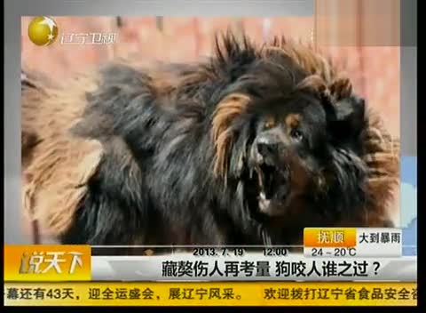 藏獒伤人再考量 狗咬人谁之过[说天下]