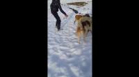 实拍雪山上最凶狠的中亚牧羊犬打架 , 不战胜不罢休