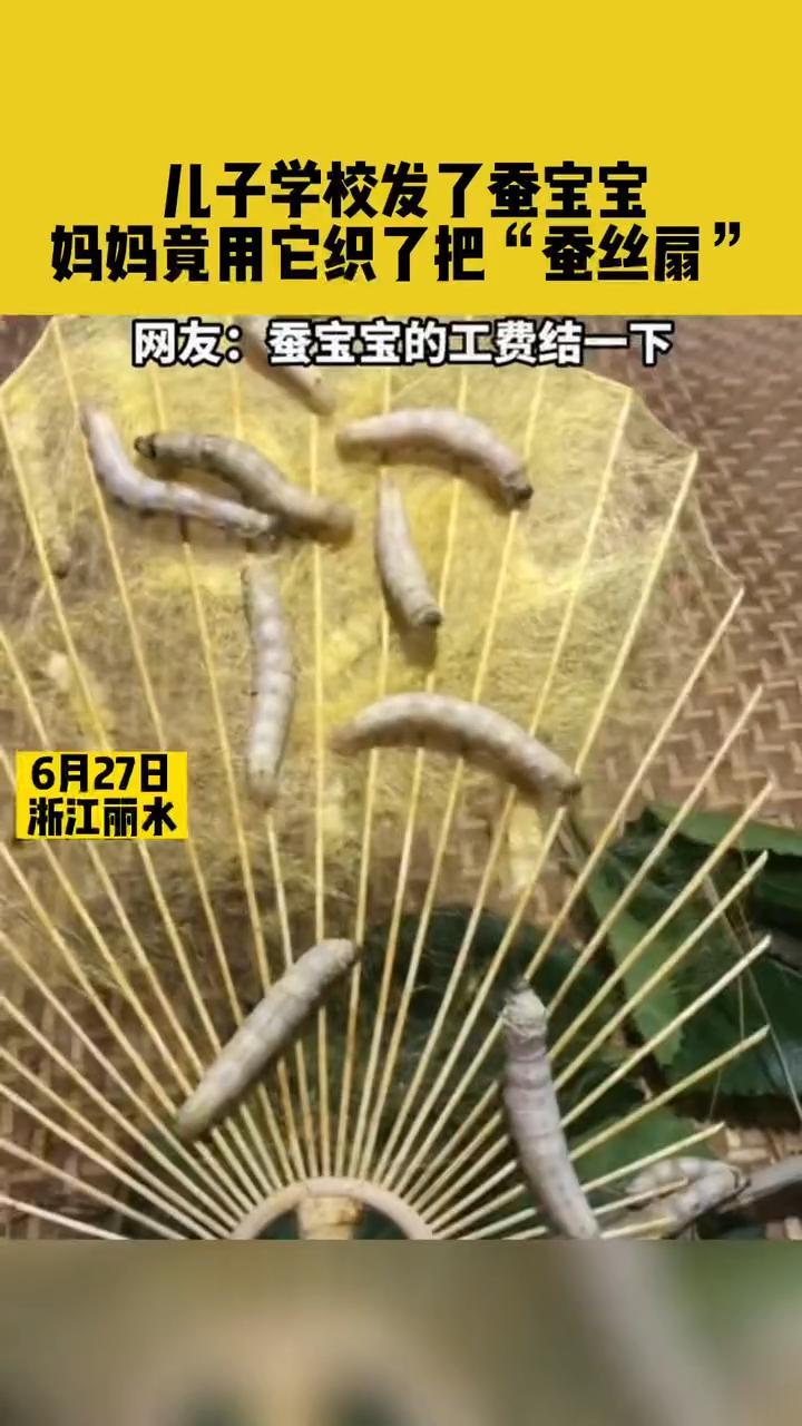 儿子学校发了蚕宝宝,妈妈竟用它织了把"蚕丝扇",网友:蚕宝宝的工费结...